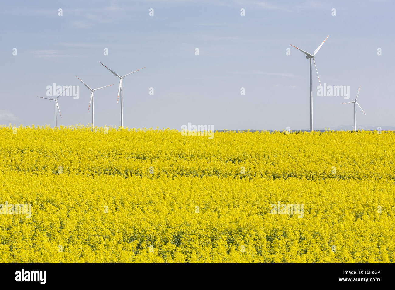 Blooming Colza Field, Eastern Germany Stock Photo - Alamy