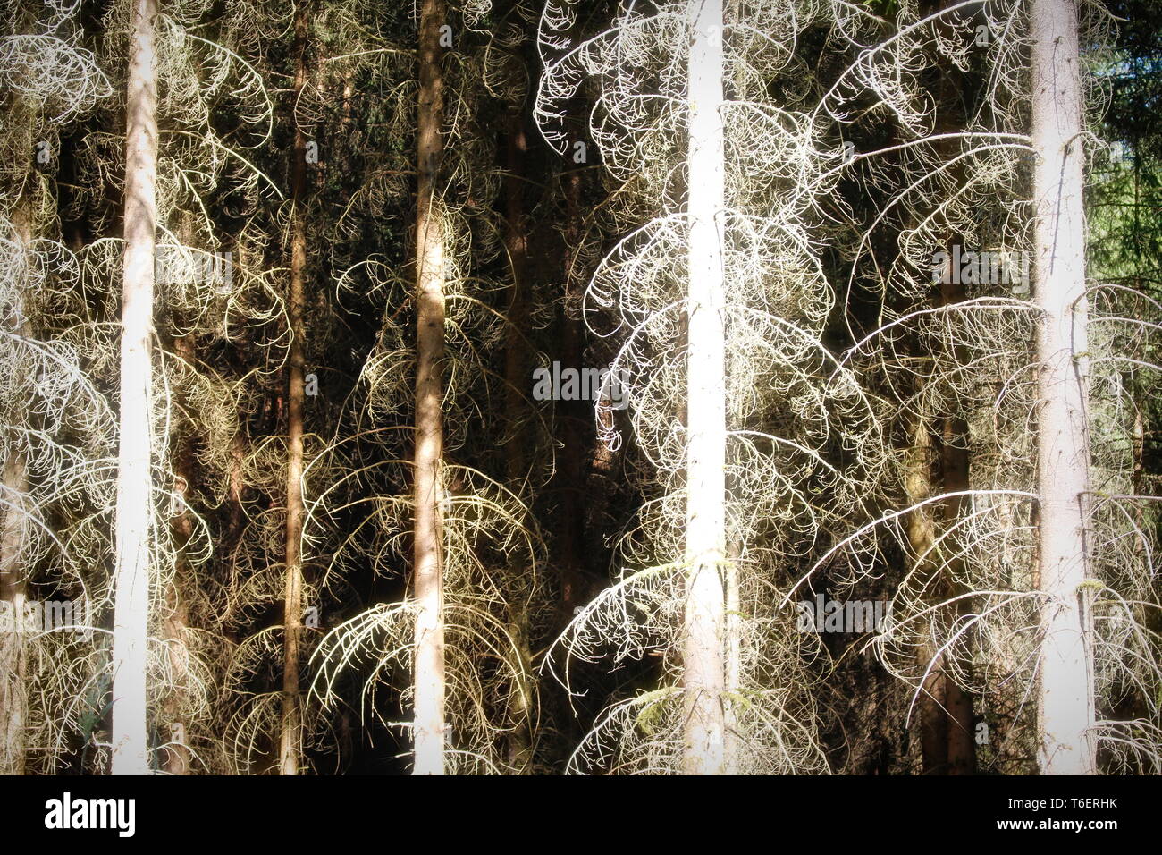 Needleless Coniferous Trees Stock Photo - Alamy