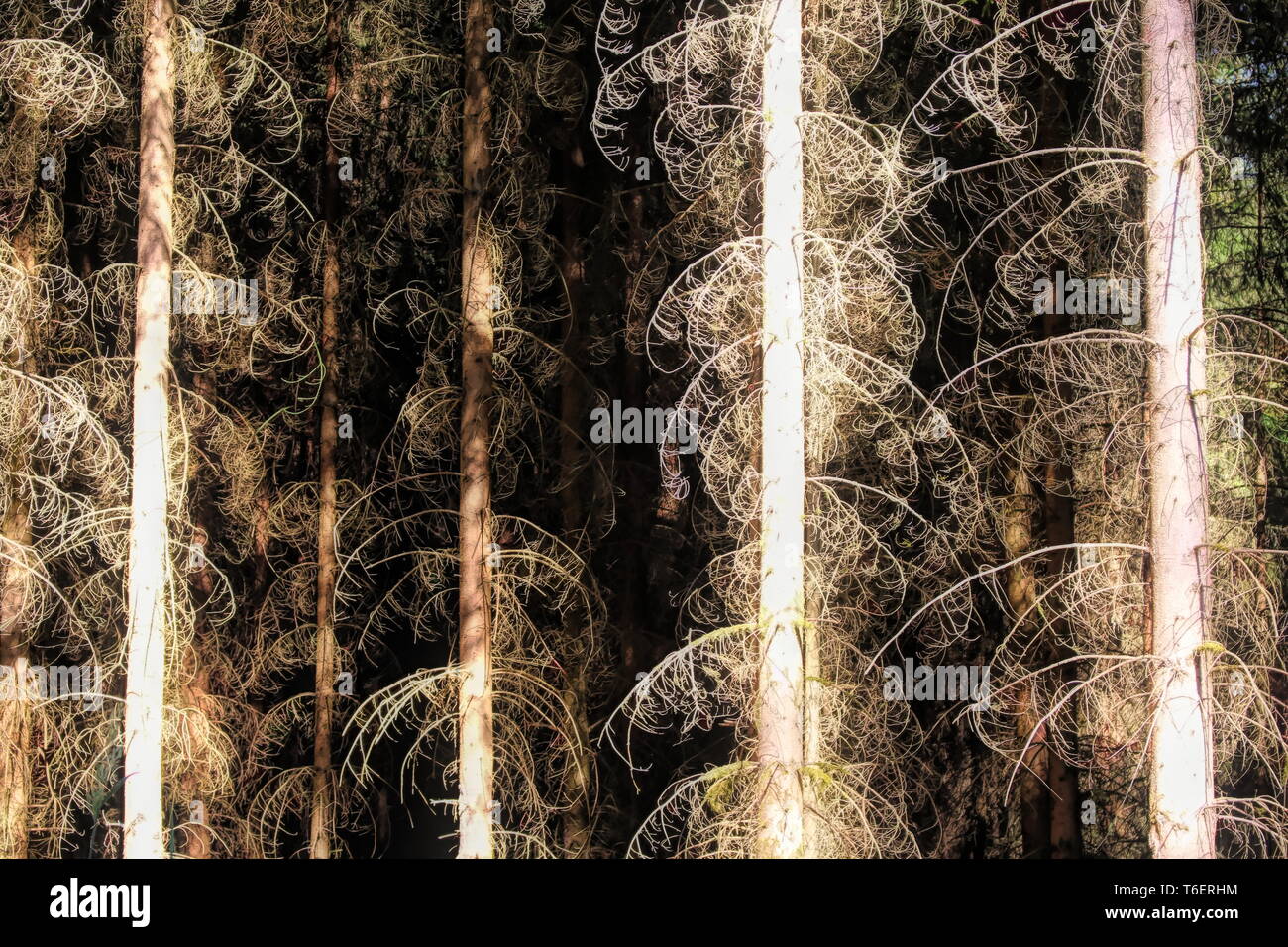 Needleless Coniferous Trees Stock Photo - Alamy