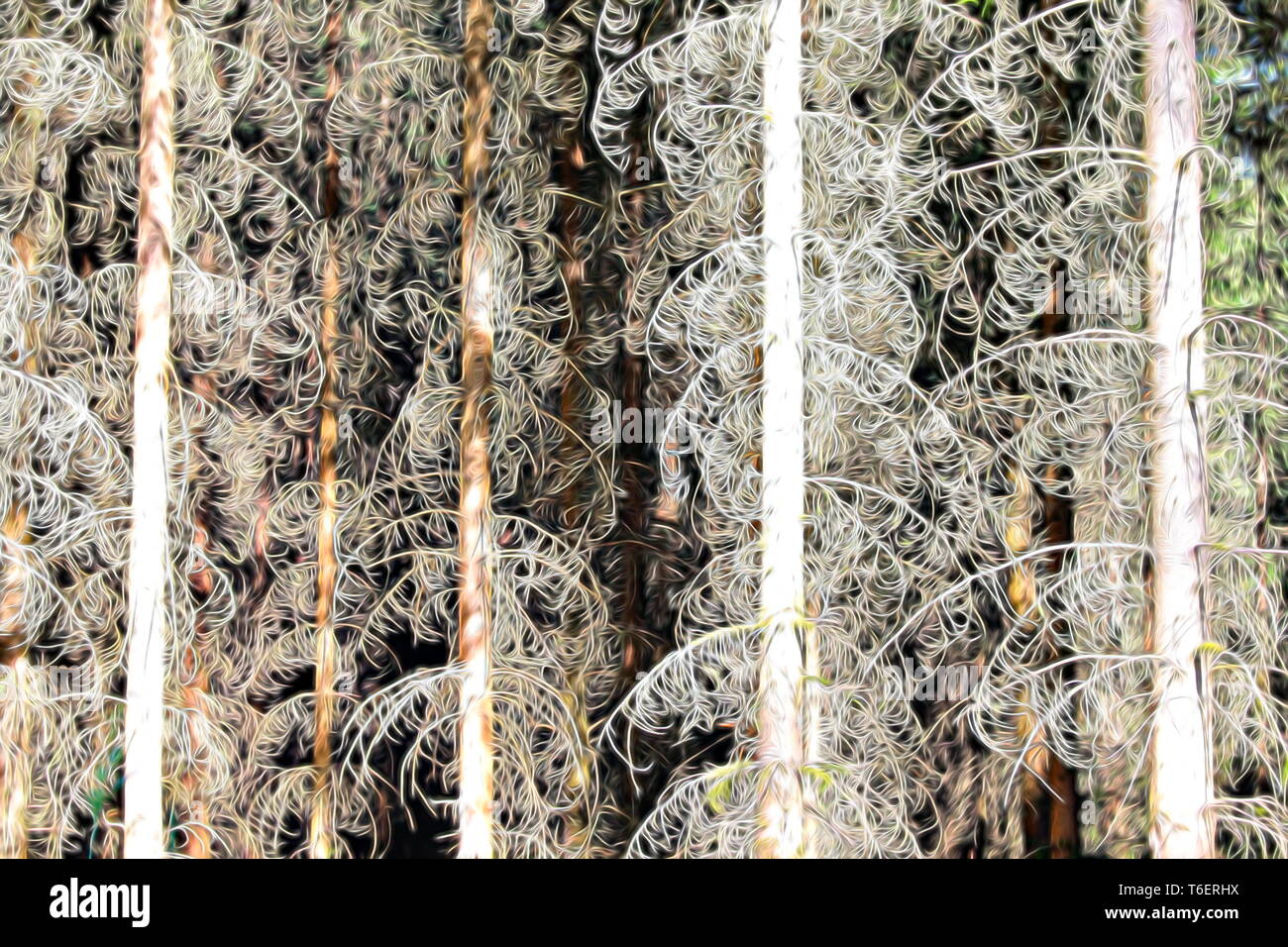 Needleless Coniferous Trees Stock Photo - Alamy