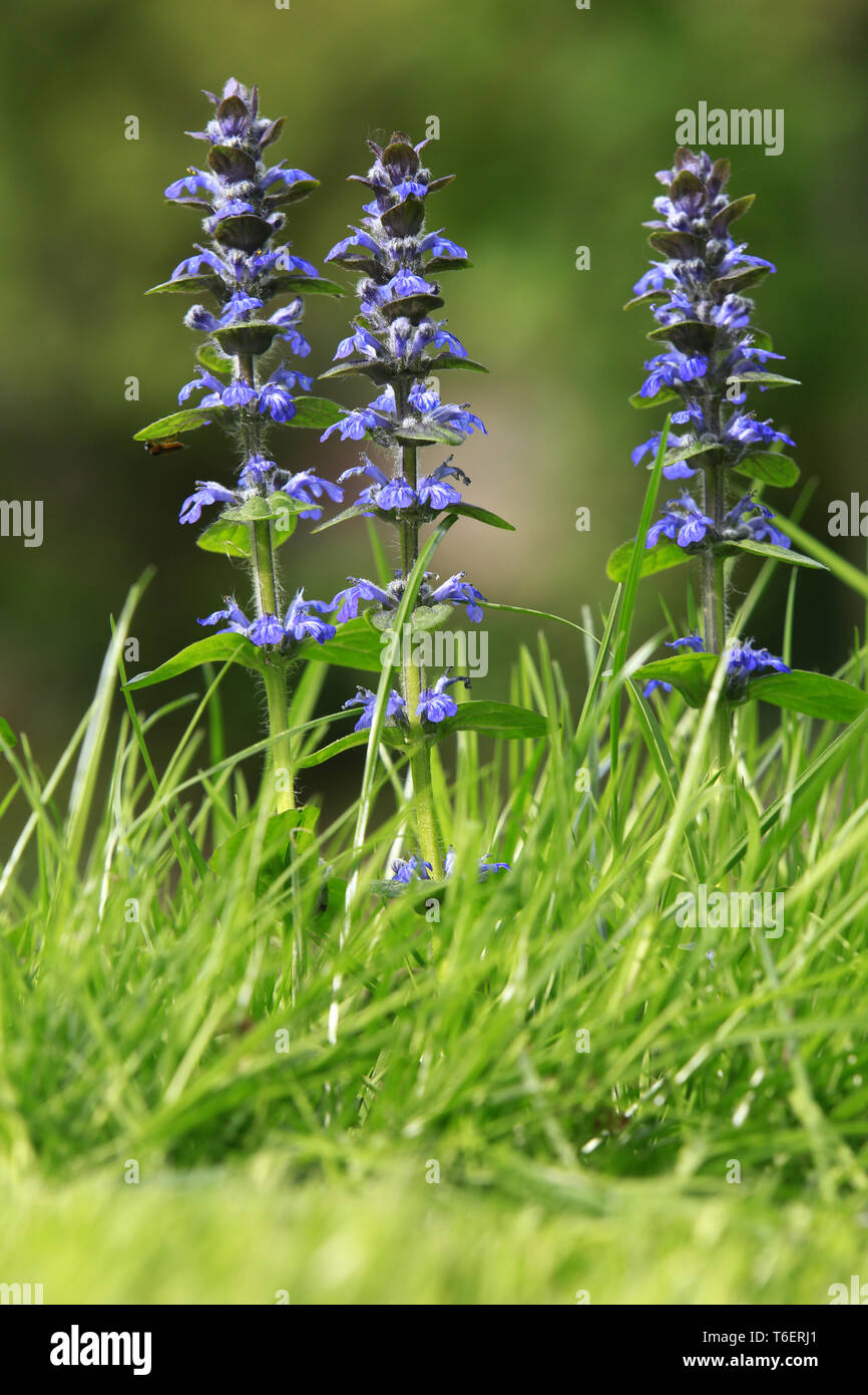 Common Bugle High Resolution Stock Photography and Images - Alamy