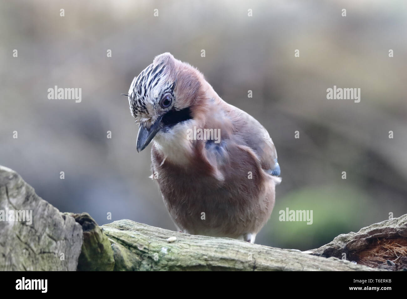 Foraging range hi-res stock photography and images - Alamy