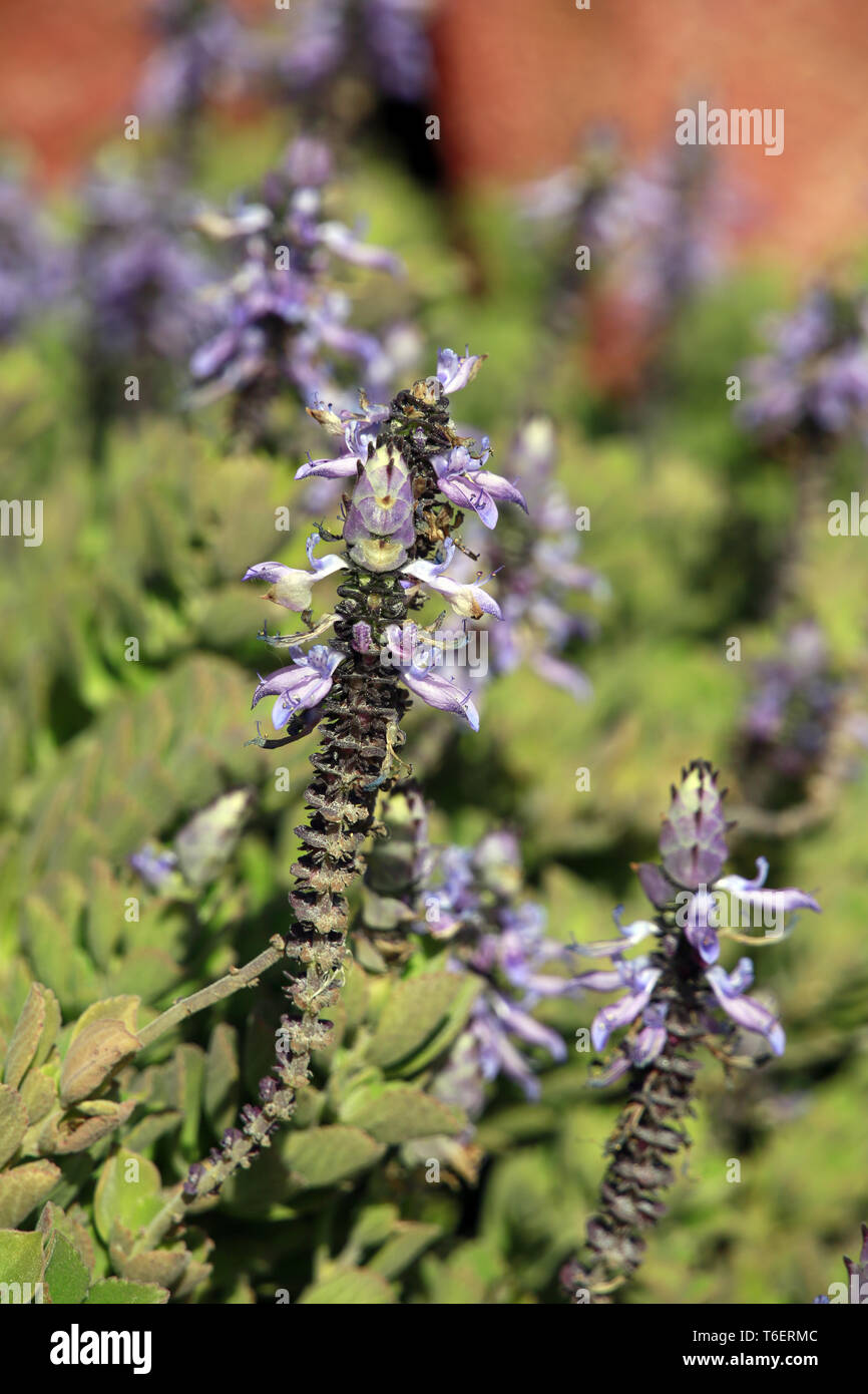 spurflower (Plectranthus spec Stock Photo - Alamy