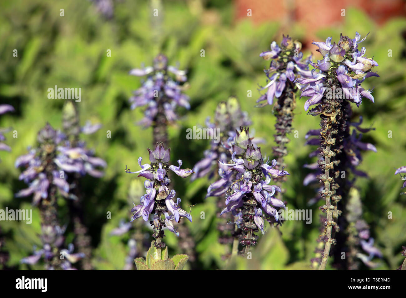 spurflower (Plectranthus spec Stock Photo - Alamy
