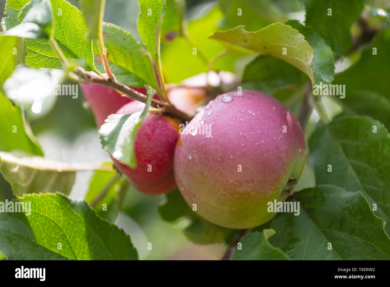 Apple ranch hi-res stock photography and images - Alamy