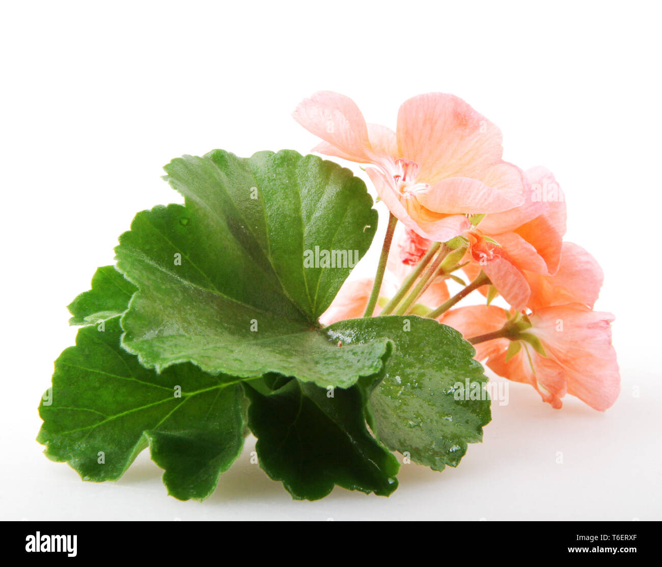 Geranium Pelargonium Flowers Stock Photo - Alamy
