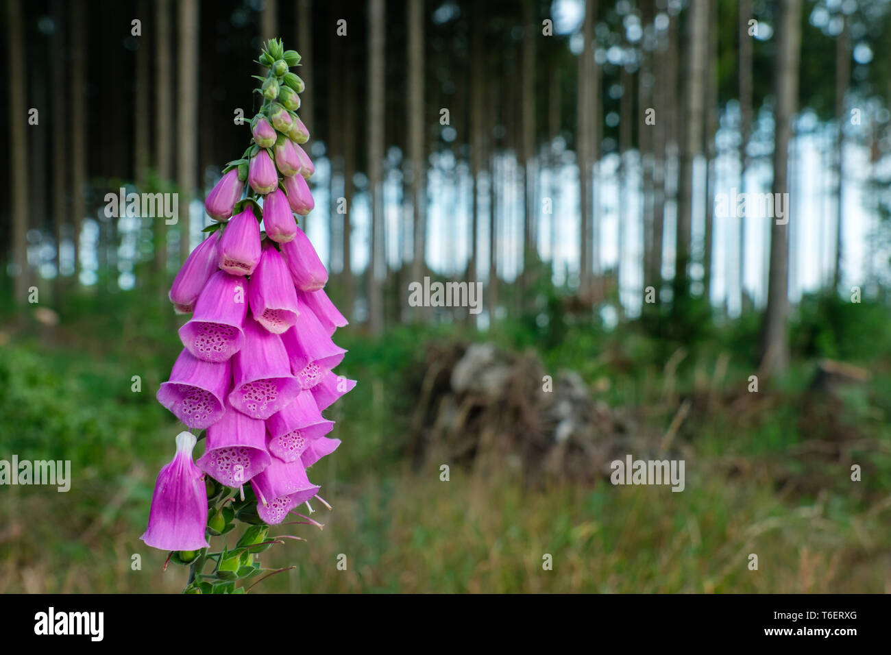 Red Foxgloves, Digitalis purpurea Stock Photo - Alamy