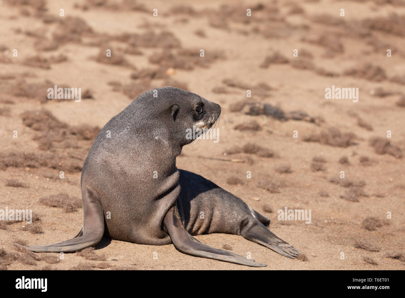 Baby Brown Seal