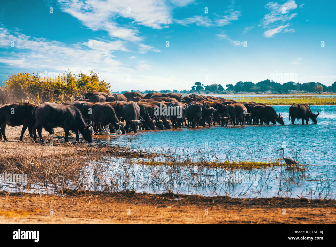 Cape Buffalo at Chobe river, Botswana safari wildlife Stock Photo - Alamy