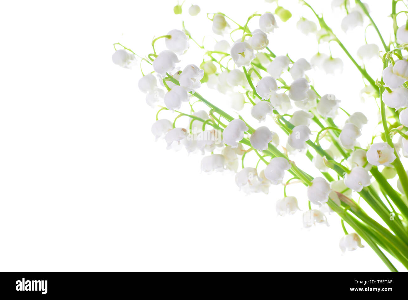 Perfume lilies hi-res stock photography and images - Alamy