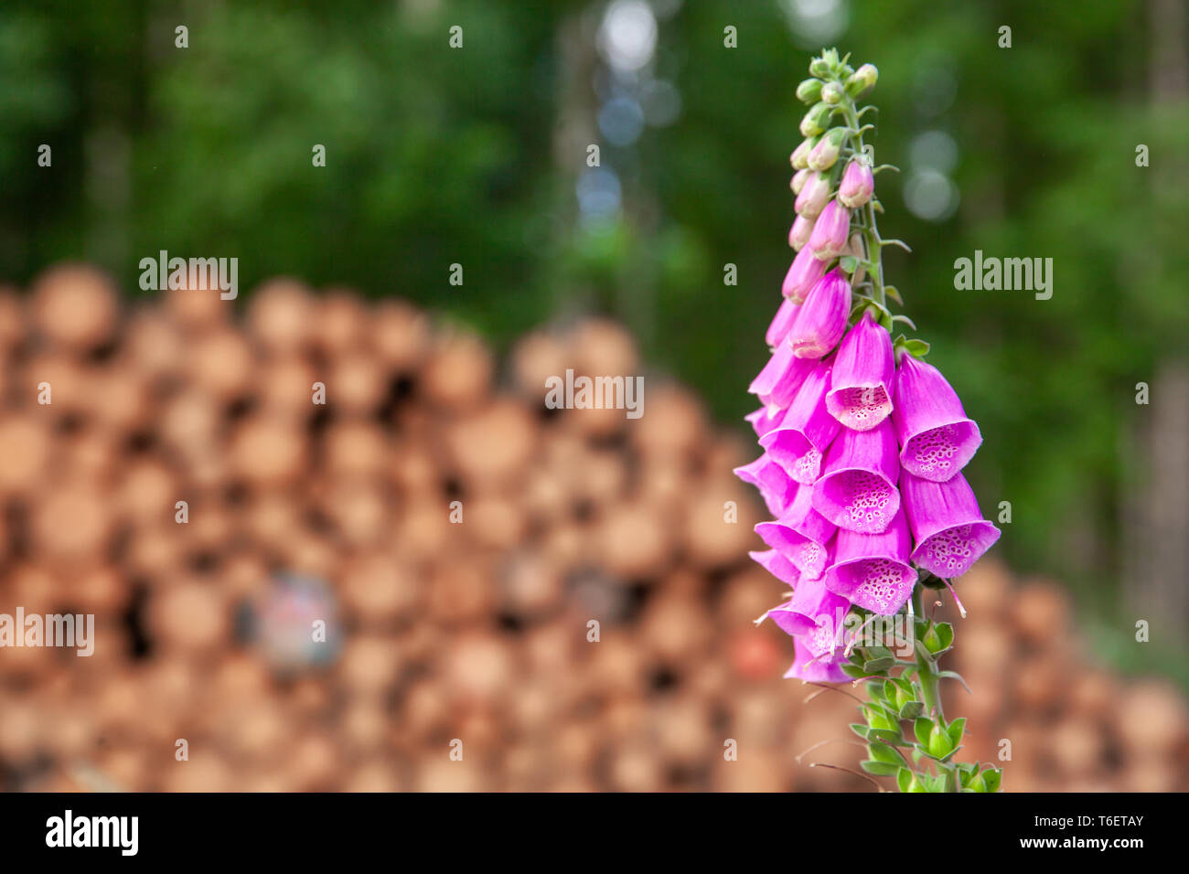 Red Foxgloves, Digitalis purpurea Stock Photo - Alamy