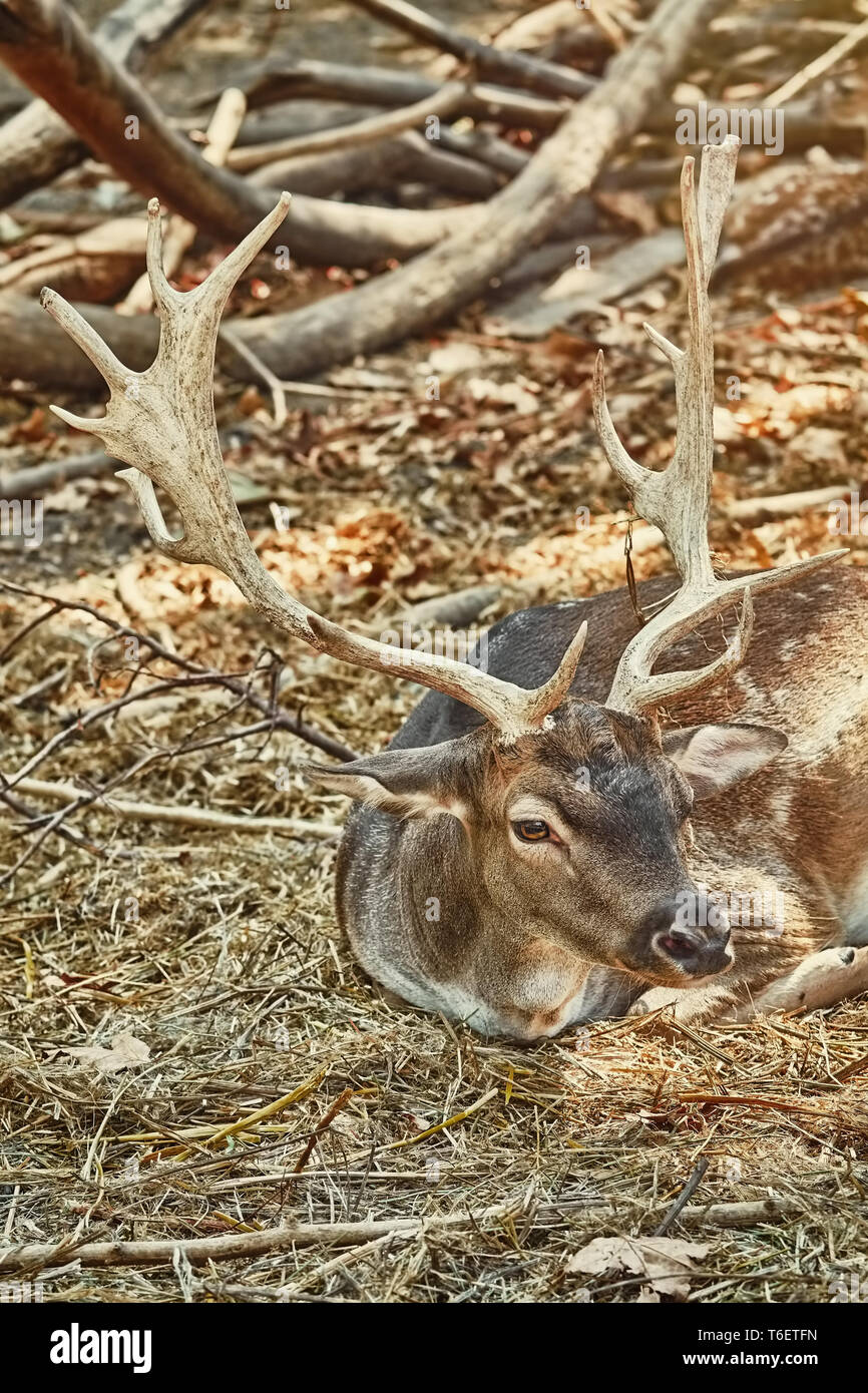 Portrait of a Deer Stock Photo - Alamy