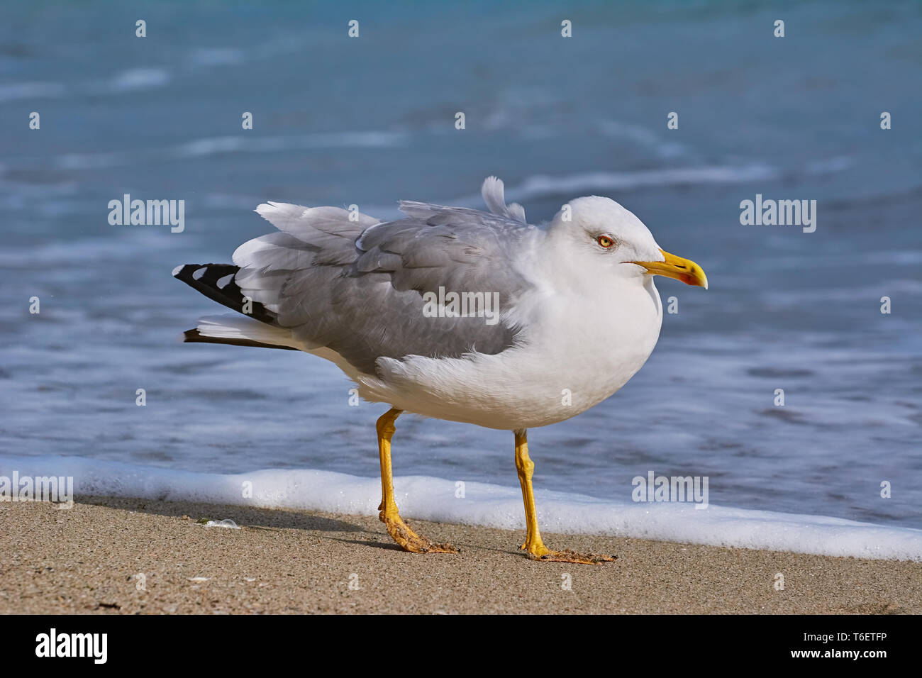 Seagull Walking by the Beach Stock Photo - Alamy