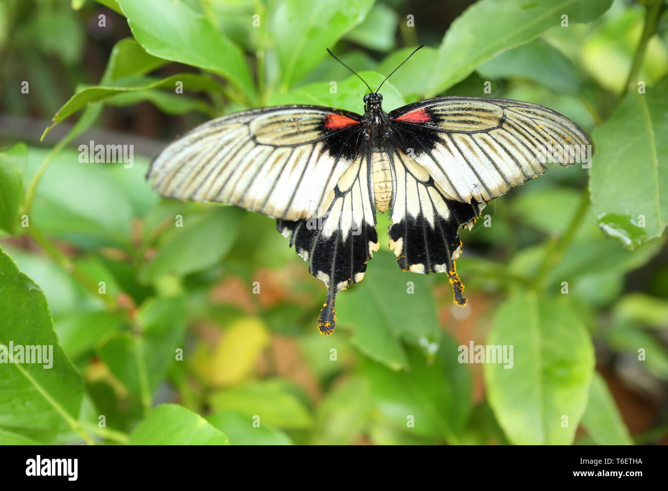 Tropical butterfly hi-res stock photography and images - Alamy