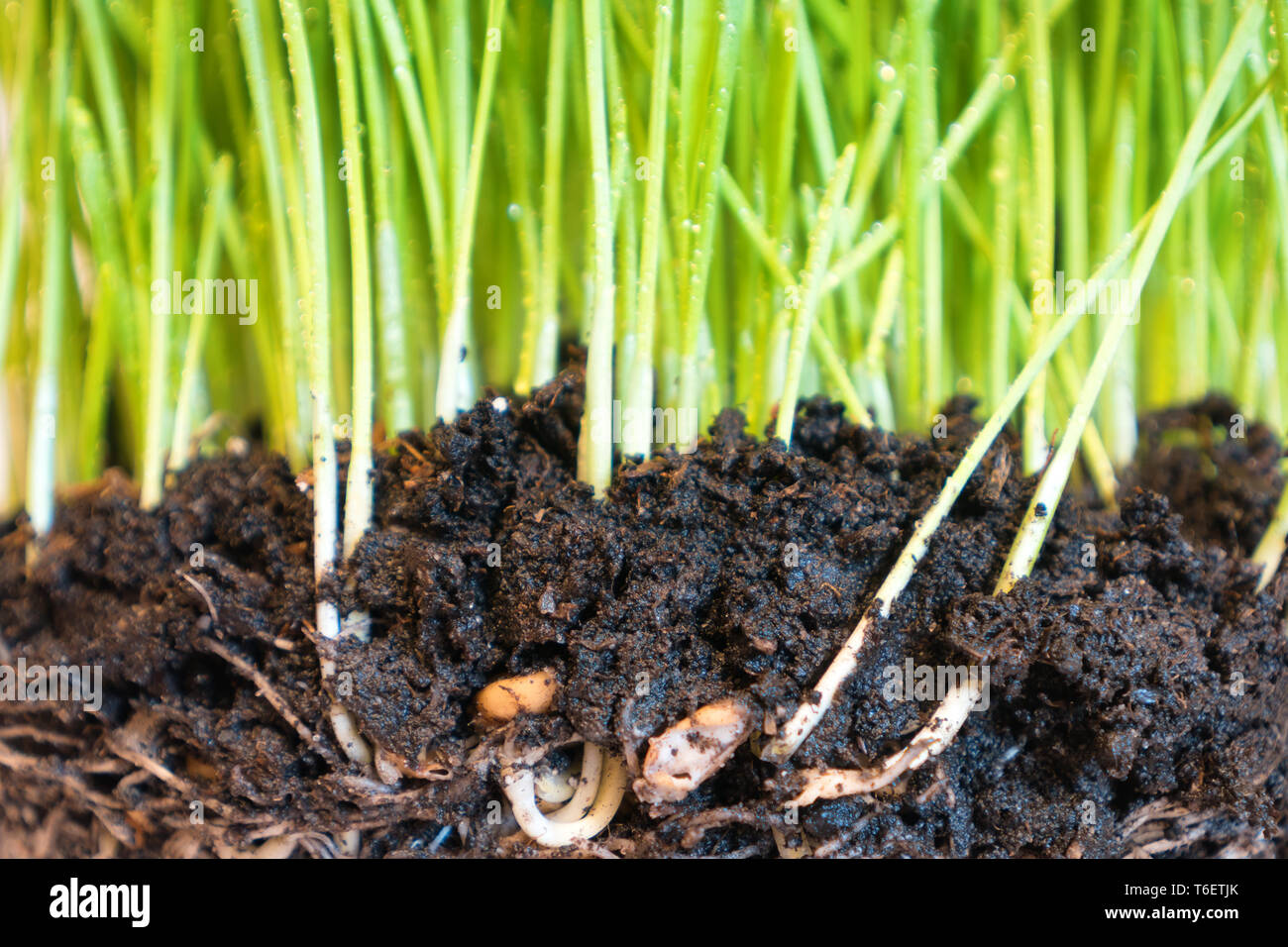 Green grass with water drops and roots Stock Photo - Alamy