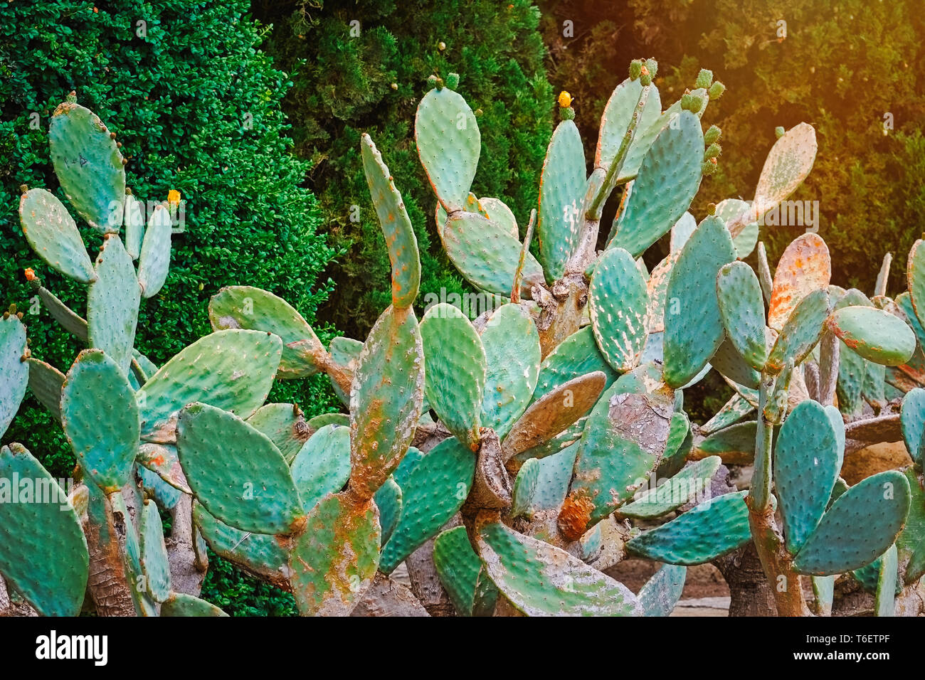 Opuntia ficus indica botanic hi-res stock photography and images - Alamy