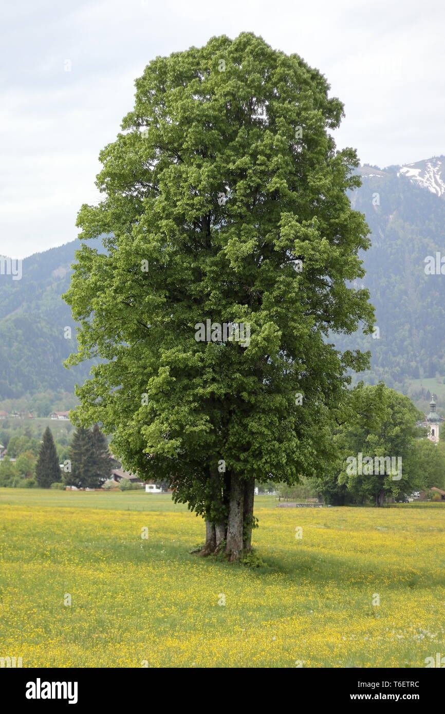 Big tea tree hi-res stock photography and images - Alamy