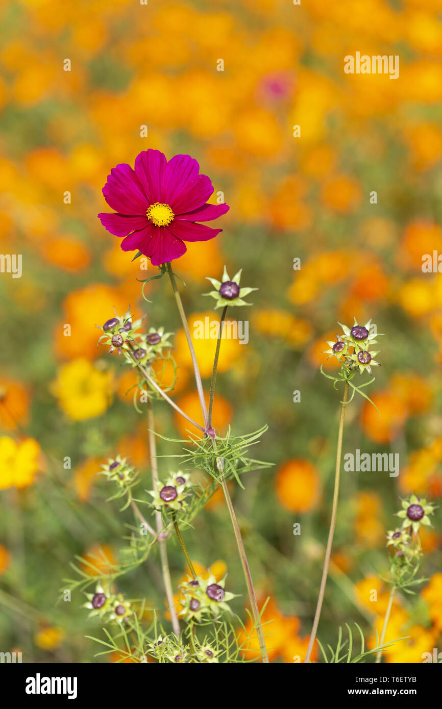 Mexican aster cosmos bipinnatus hi-res stock photography and images - Alamy
