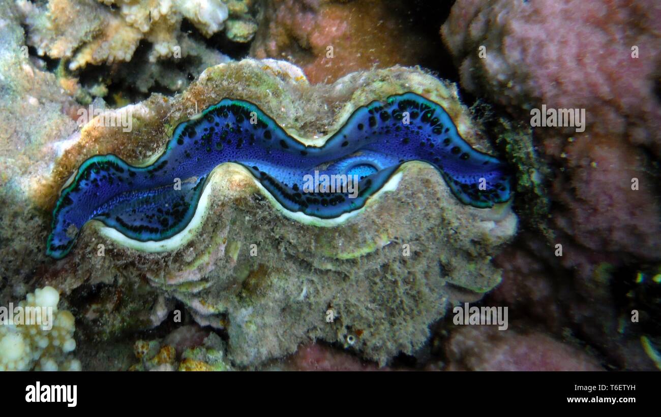 Colorful seashell and corals in the water Stock Photo - Alamy