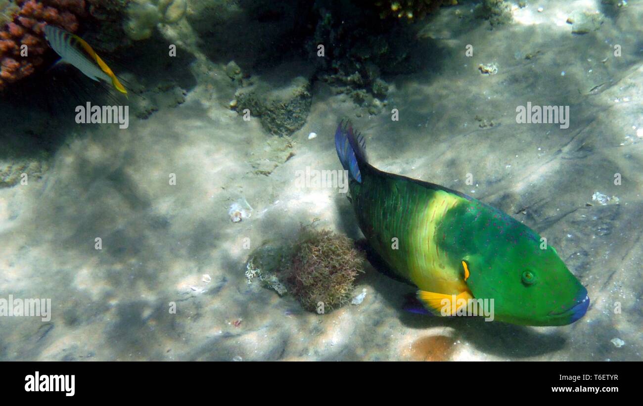 Colorful fish underwater Stock Photo - Alamy