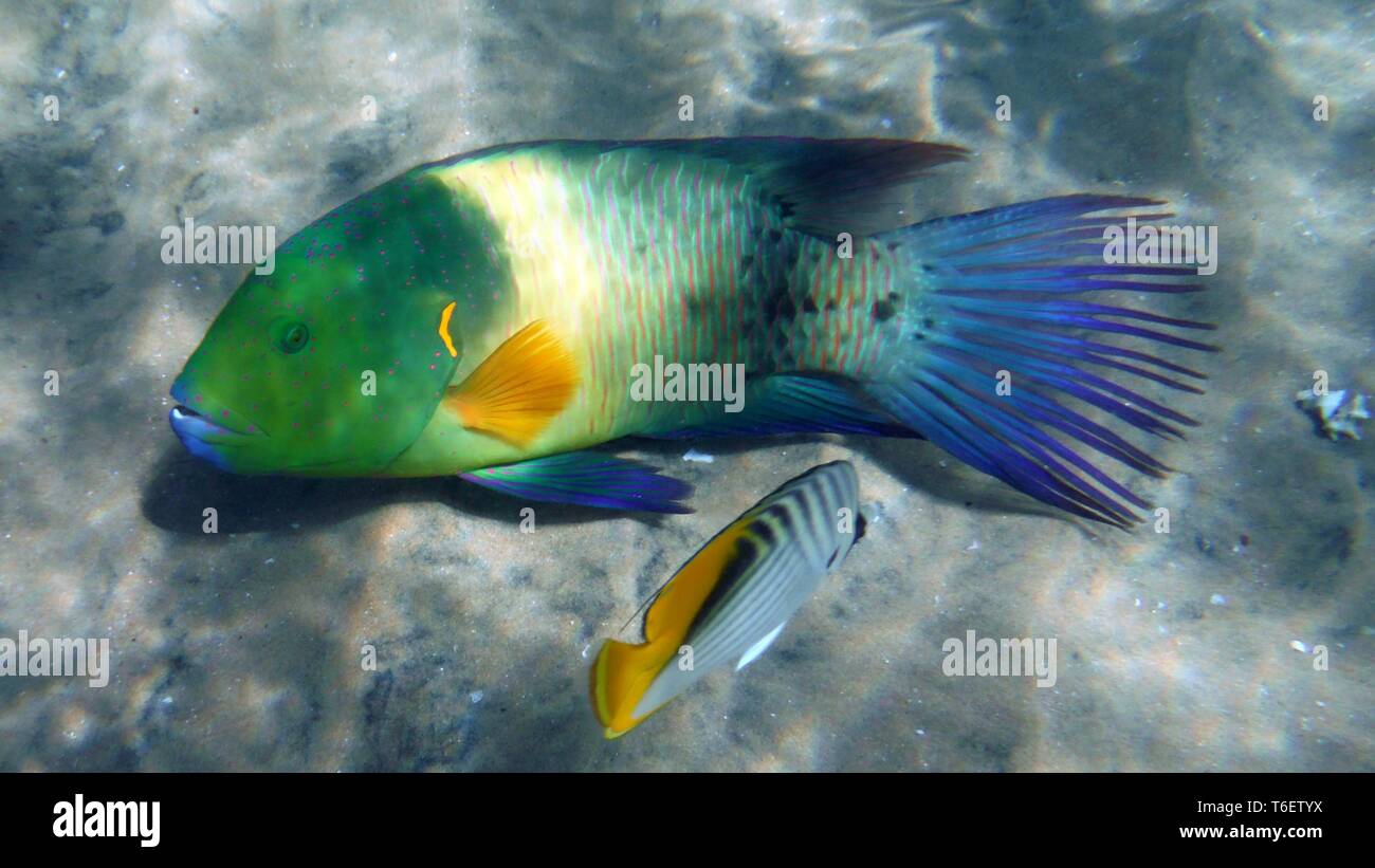 Colorful fish underwater Stock Photo - Alamy