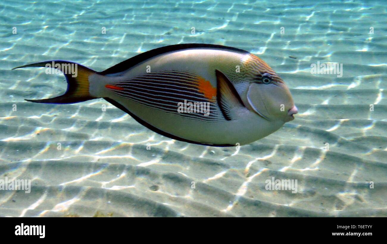 Colorful fish underwater Stock Photo - Alamy