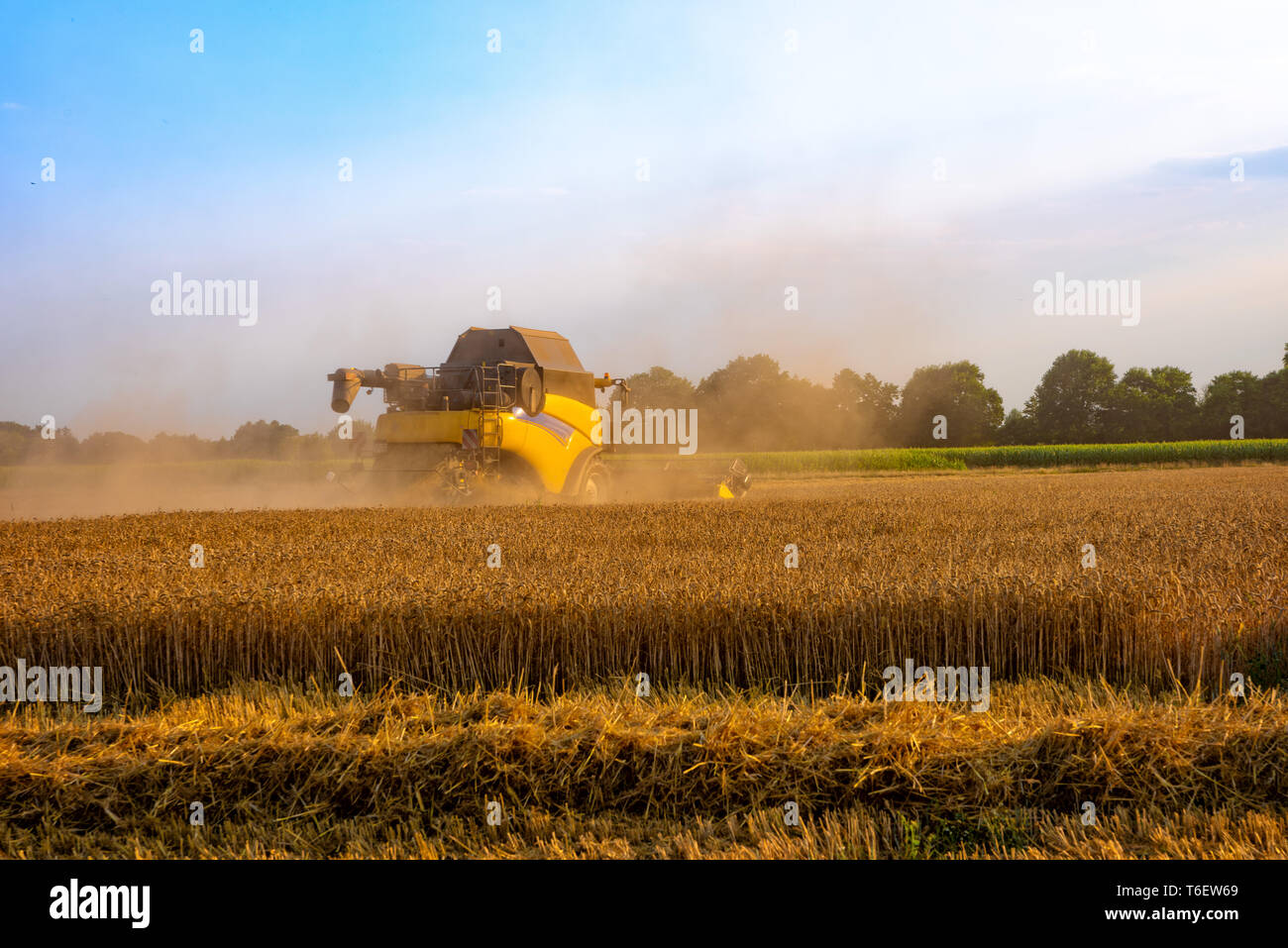 big combine harvester threshing in the sunset Stock Photo - Alamy