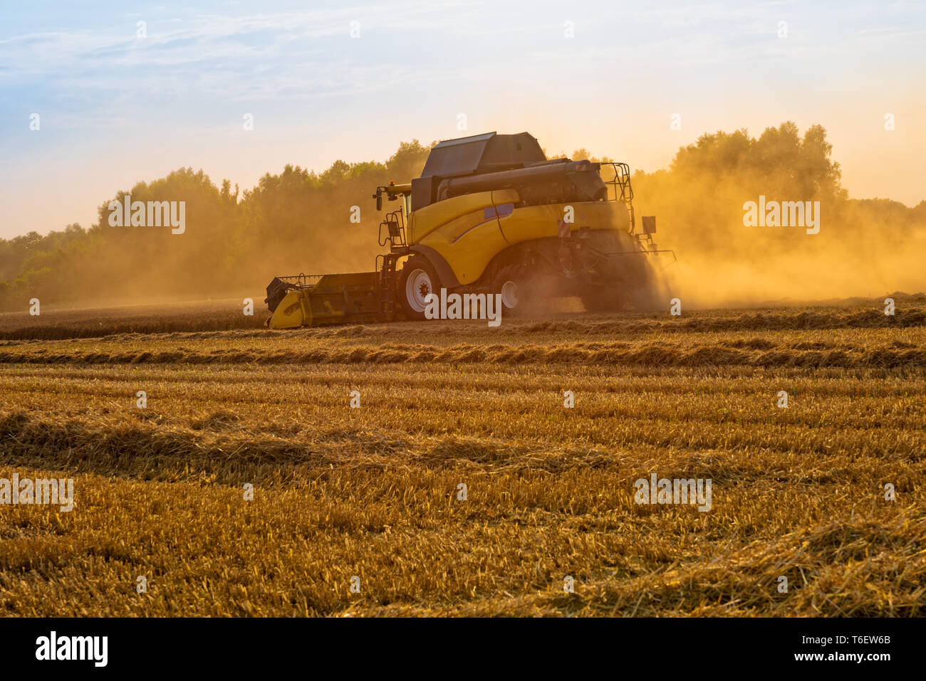big combine harvester threshing in the sunset Stock Photo - Alamy