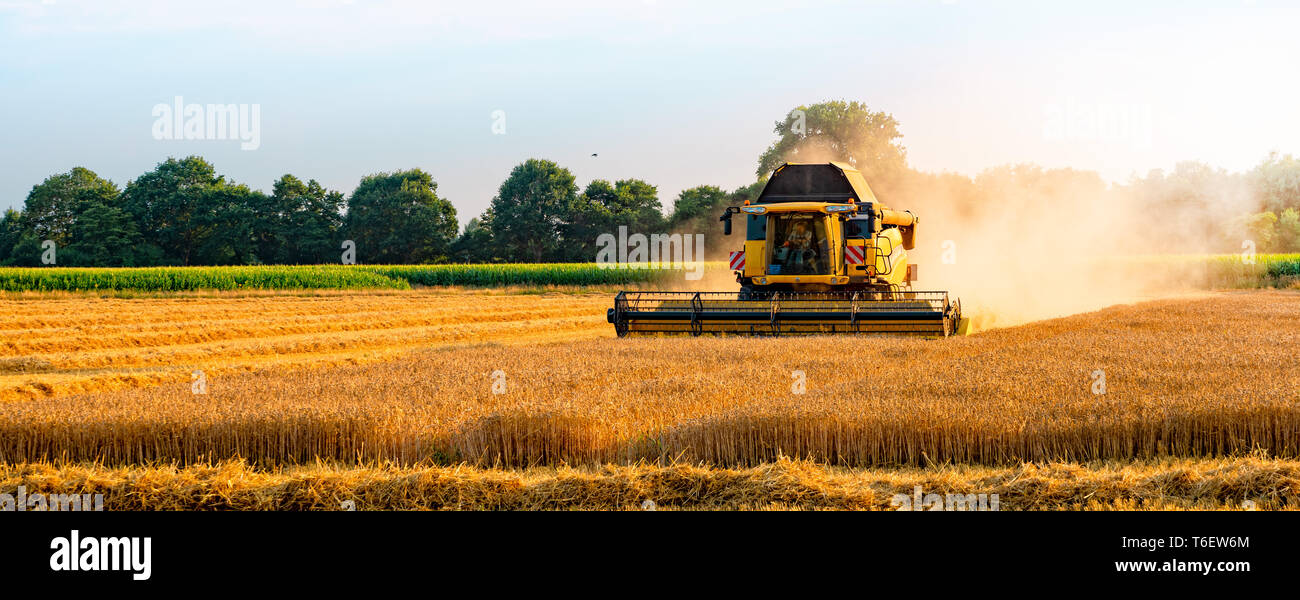 big combine harvester threshing in the sunset Stock Photo - Alamy