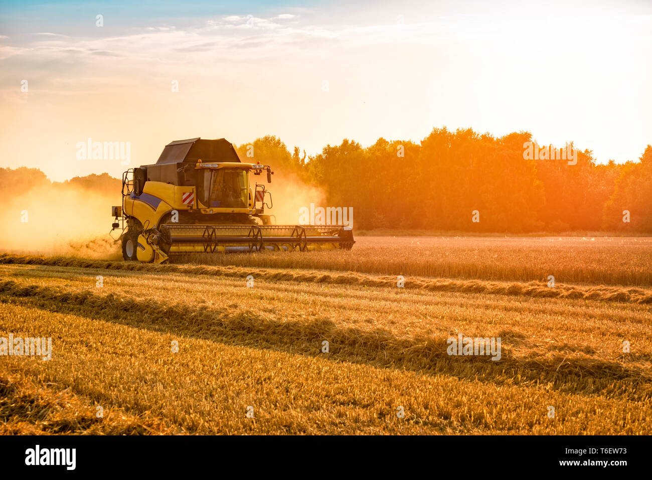 big combine harvester threshing in the sunset Stock Photo - Alamy