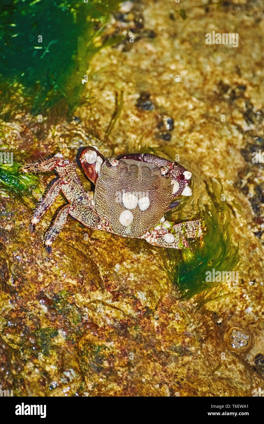Crustacean on rock hi-res stock photography and images - Alamy