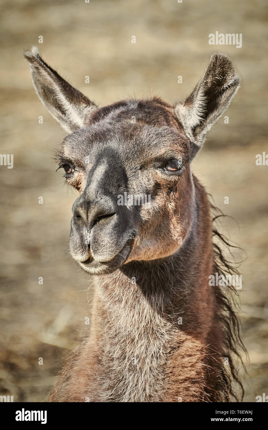 Portrait of llama hi-res stock photography and images - Alamy