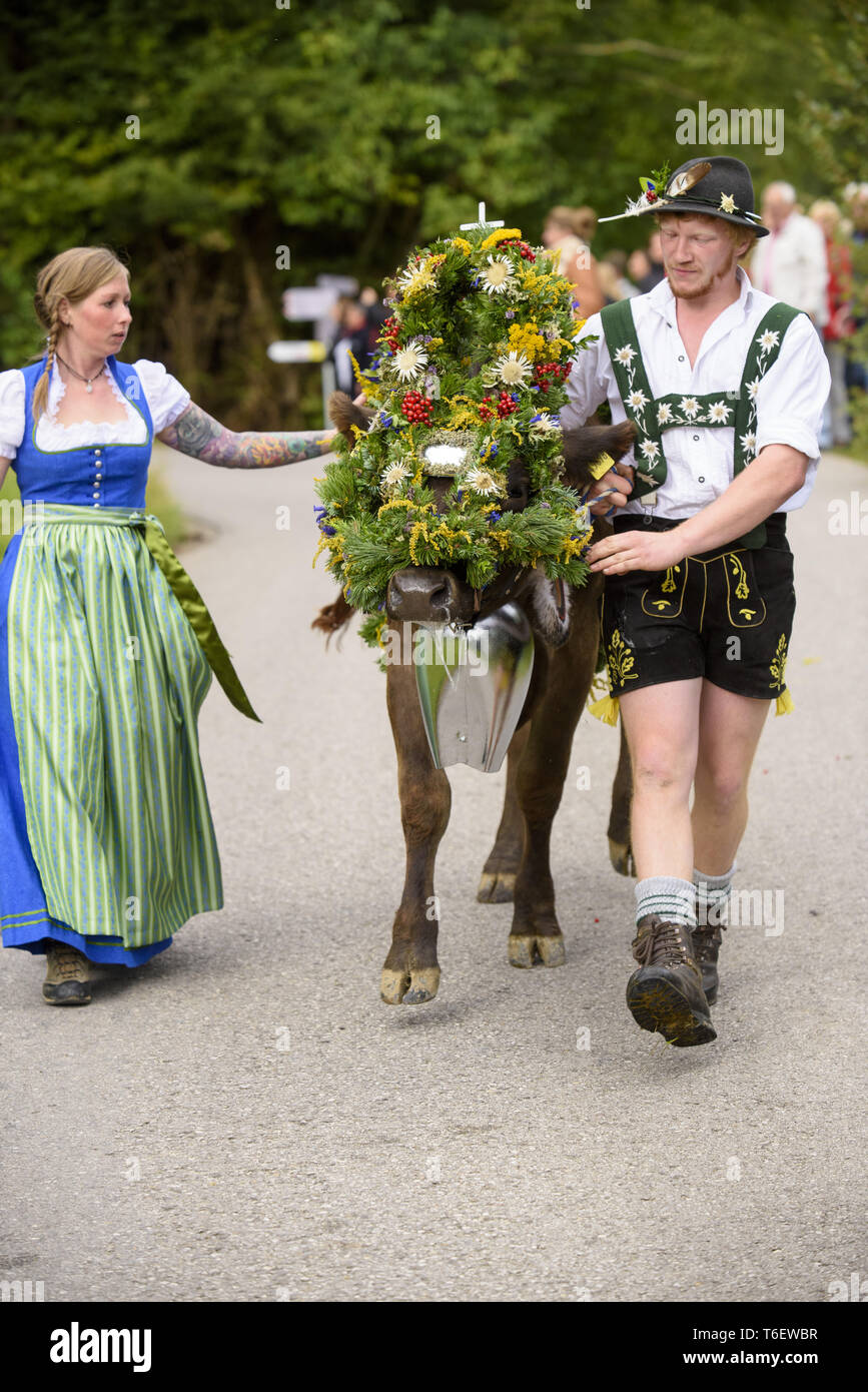 Traditional and annual driving down a herd of cows with shepherds in ...