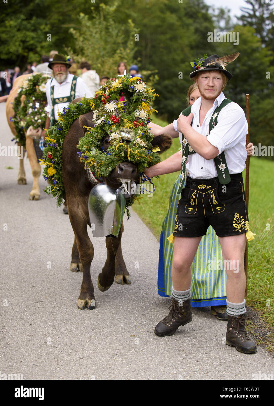 Stable of cows hi-res stock photography and images - Alamy