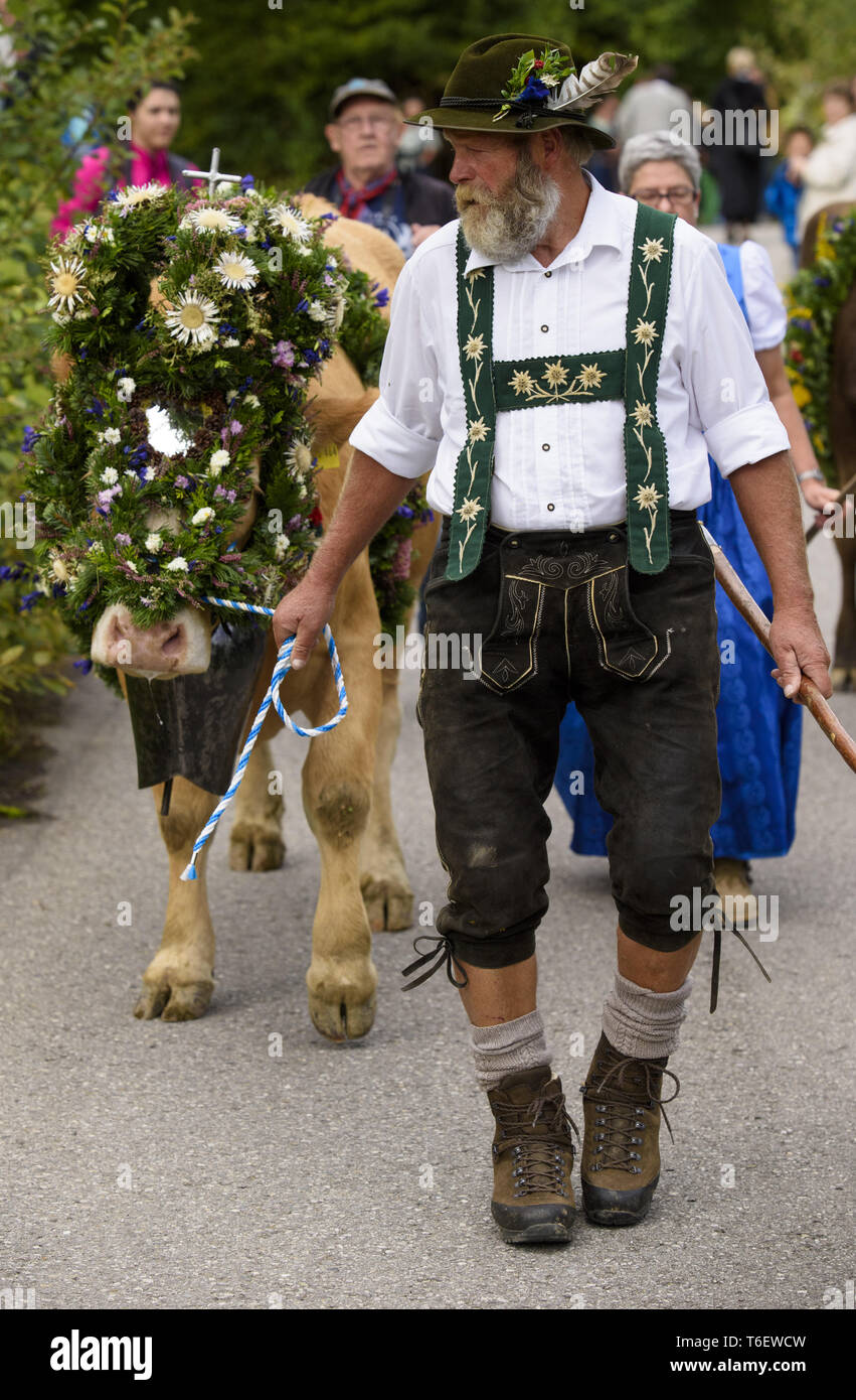 Traditional and annual driving down a herd of cows with shepherds in ...