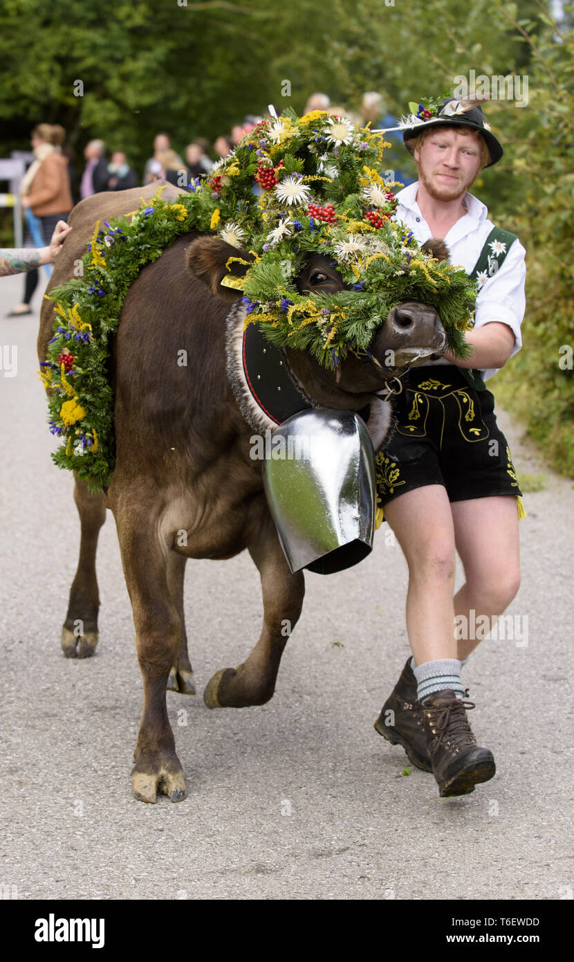 Traditional and annual driving down a herd of cows with shepherds in ...