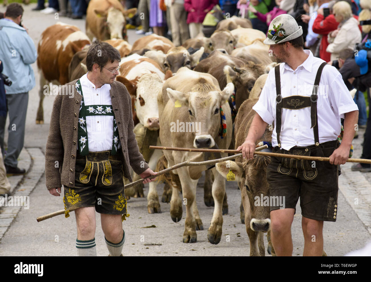Traditional and annual driving down a herd of cows with shepherds in ...