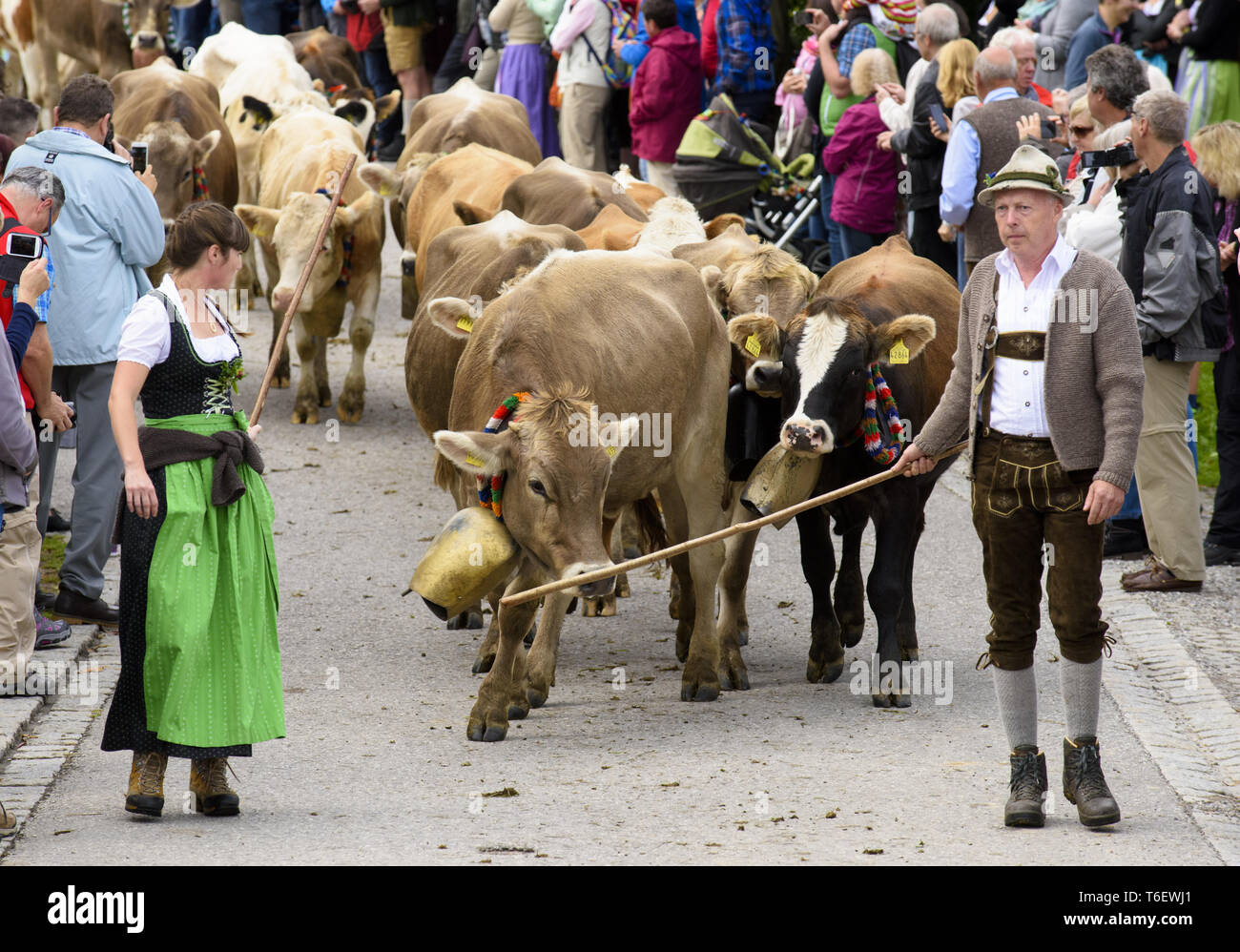 Traditional and annual driving down a herd of cows with shepherds in ...
