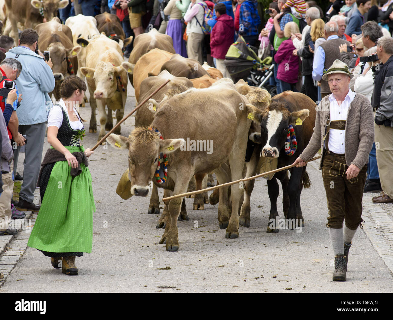Traditional and annual driving down a herd of cows with shepherds in ...