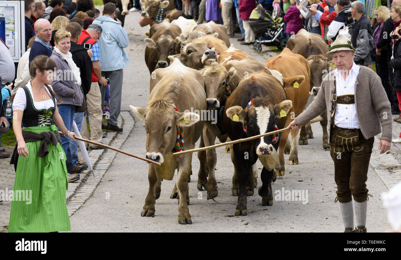 Traditional and annual driving down a herd of cows with shepherds in ...