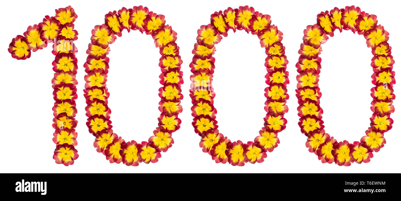 Numeral 1000, one thousand, from natural flowers of primula, isolated ...