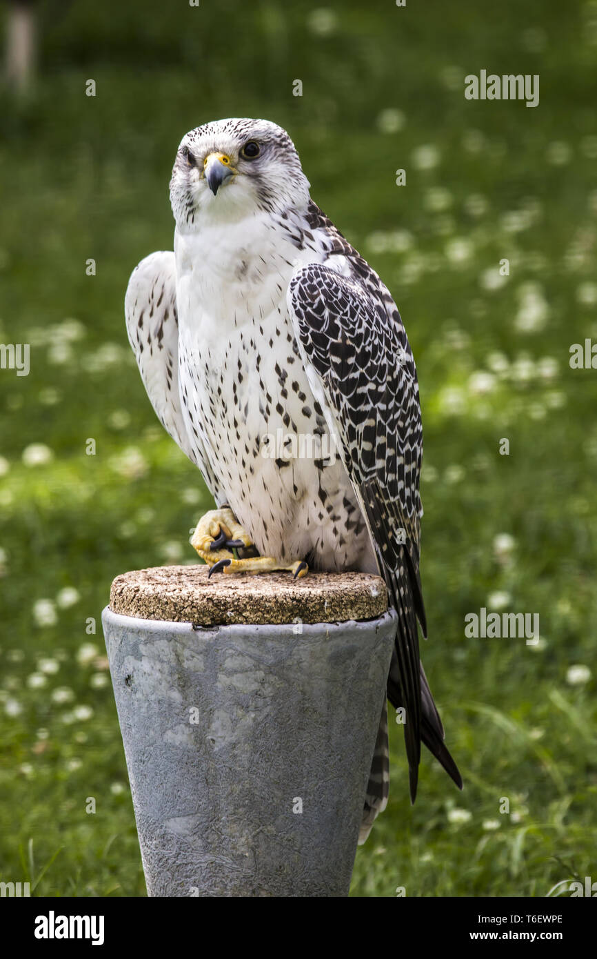 Gyrfalcon (Falco rusticolus Stock Photo - Alamy
