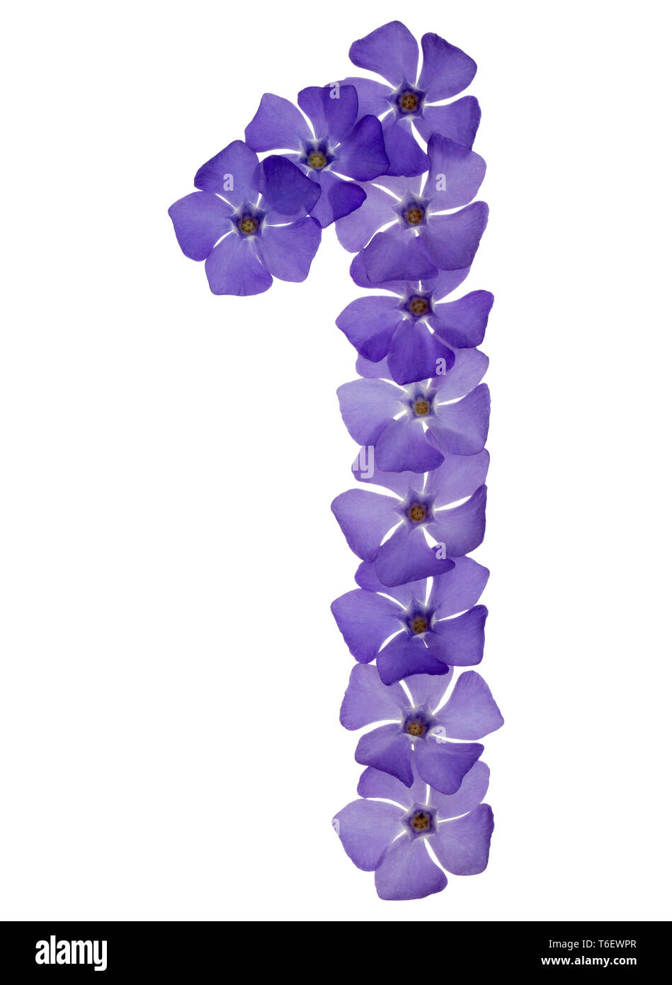 Numeral 1, one, from natural blue flowers of periwinkle, isolated on ...