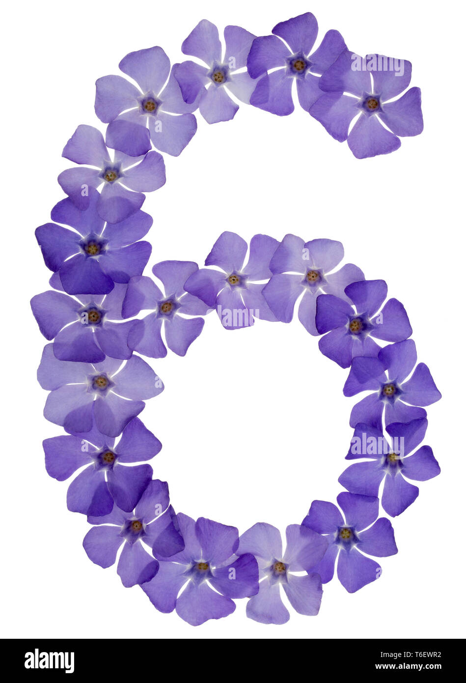 Numeral 6, six, from natural blue flowers of periwinkle, isolated on ...
