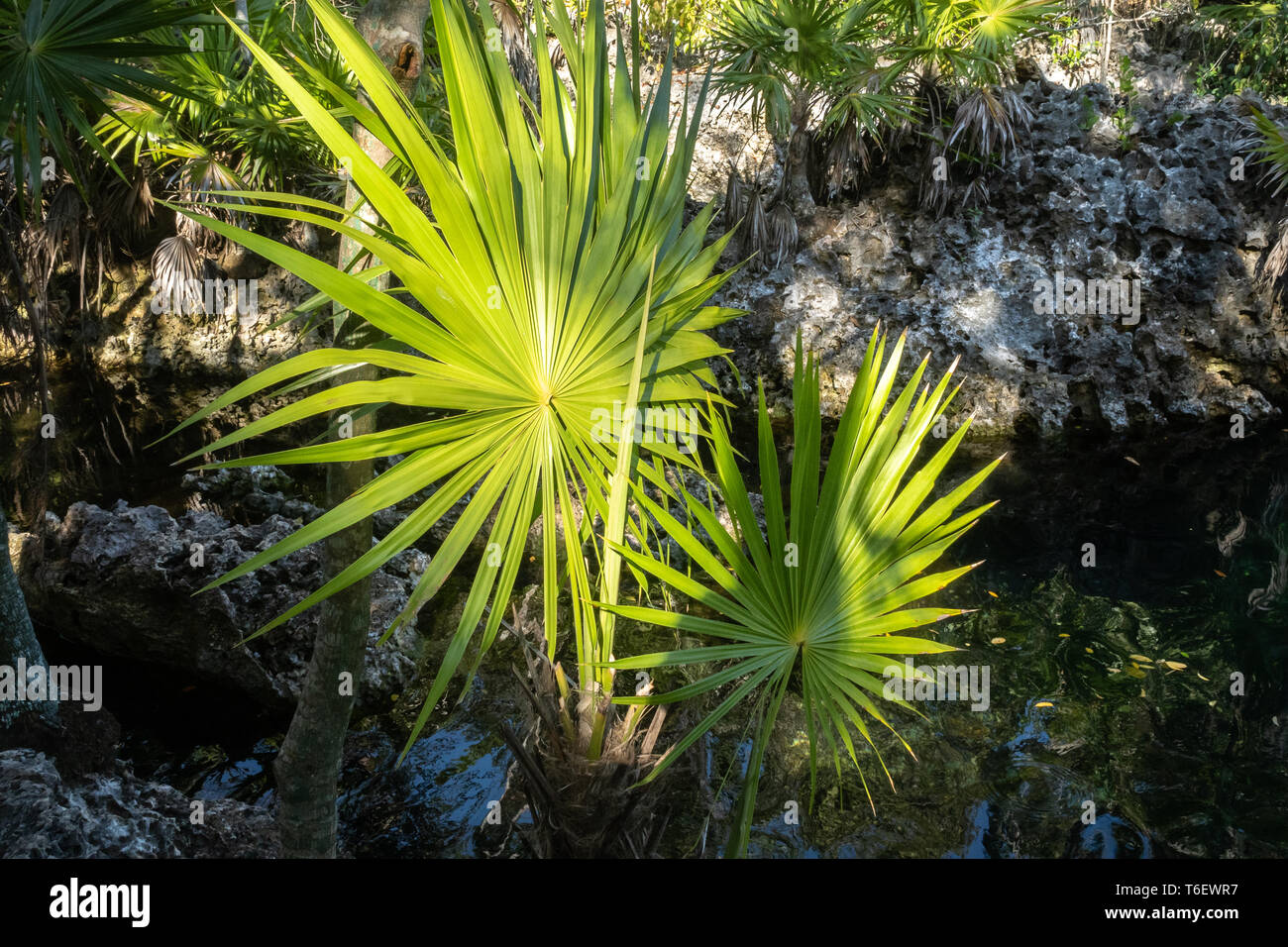 Thrinax radiata thrinax radiata hi-res stock photography and images - Alamy