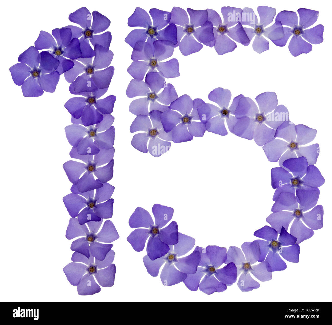 Numeral 15, fifteen, from natural blue flowers of periwinkle, isolated ...