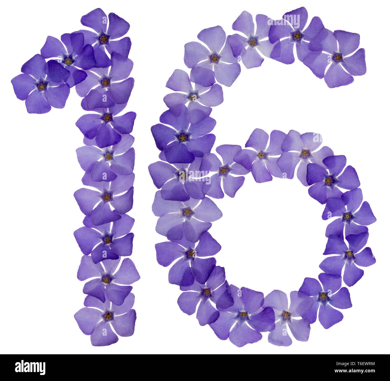 Numeral 16, sixteen, from natural blue flowers of periwinkle, isolated ...