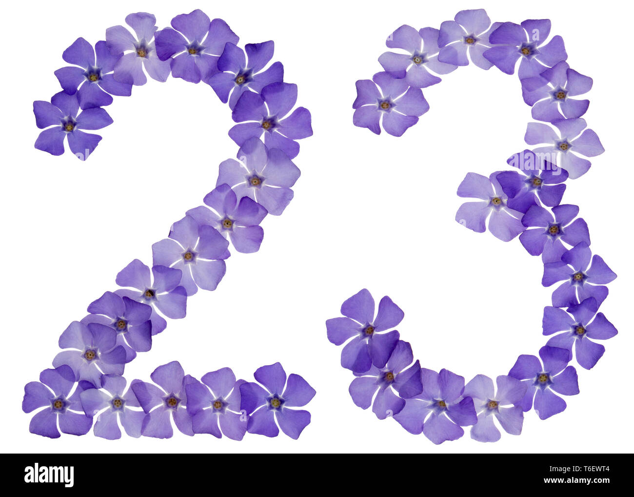 Numeral 23, twenty three, from natural blue flowers of periwinkle ...