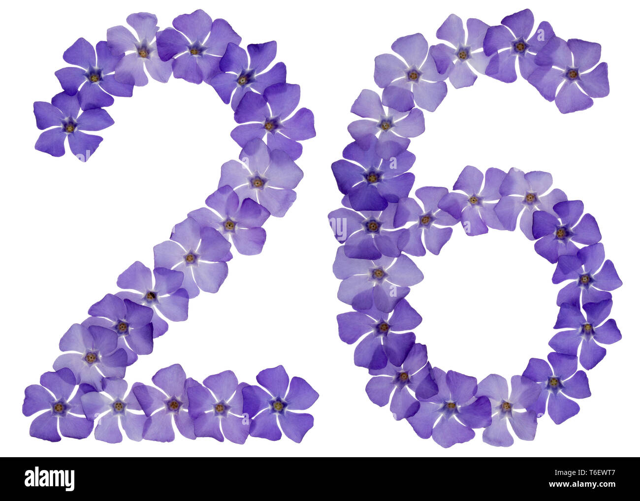 Numeral 26, twenty six, from natural blue flowers of periwinkle ...