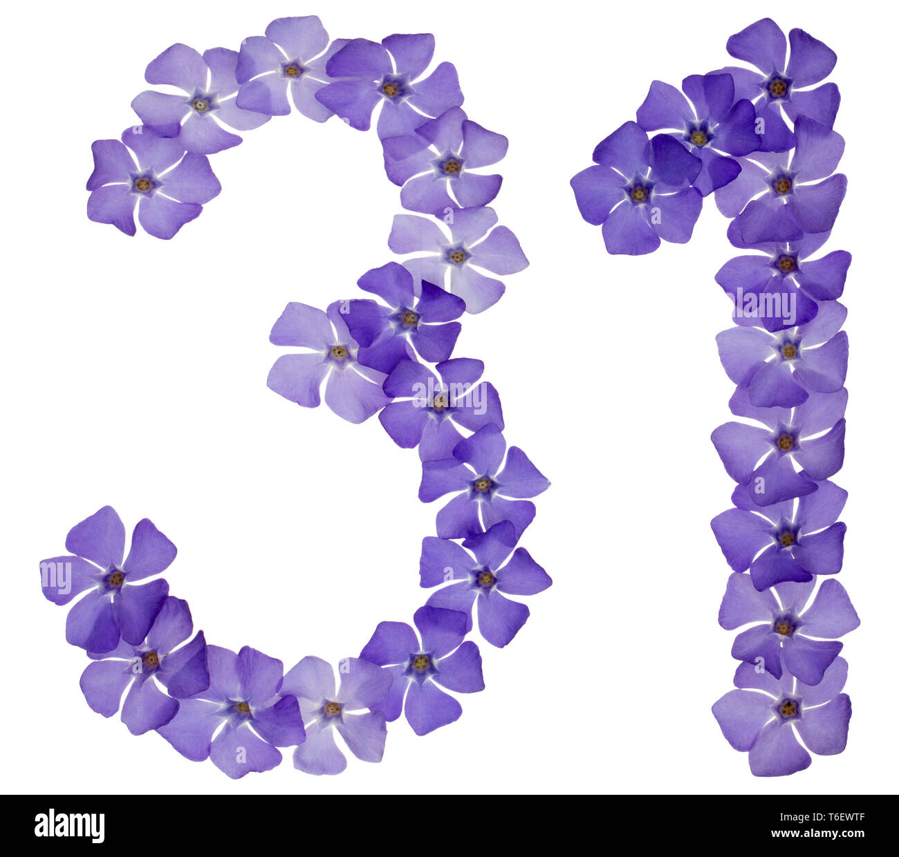 Numeral 31, thirty one, from natural blue flowers of periwinkle ...